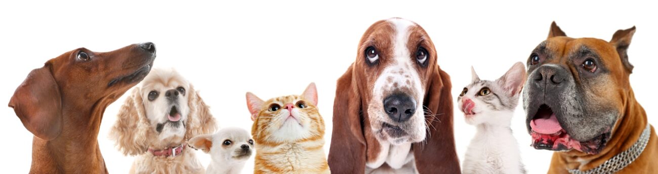 Adoption Requirements – Critters 4 U Rescue