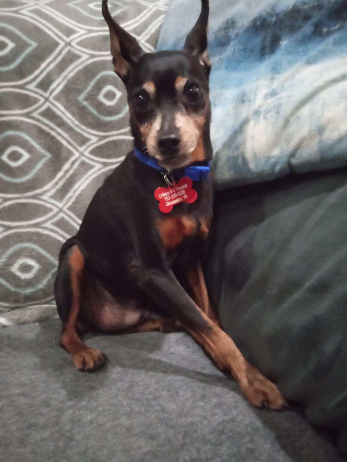 Critters 4 U Rescue Inc