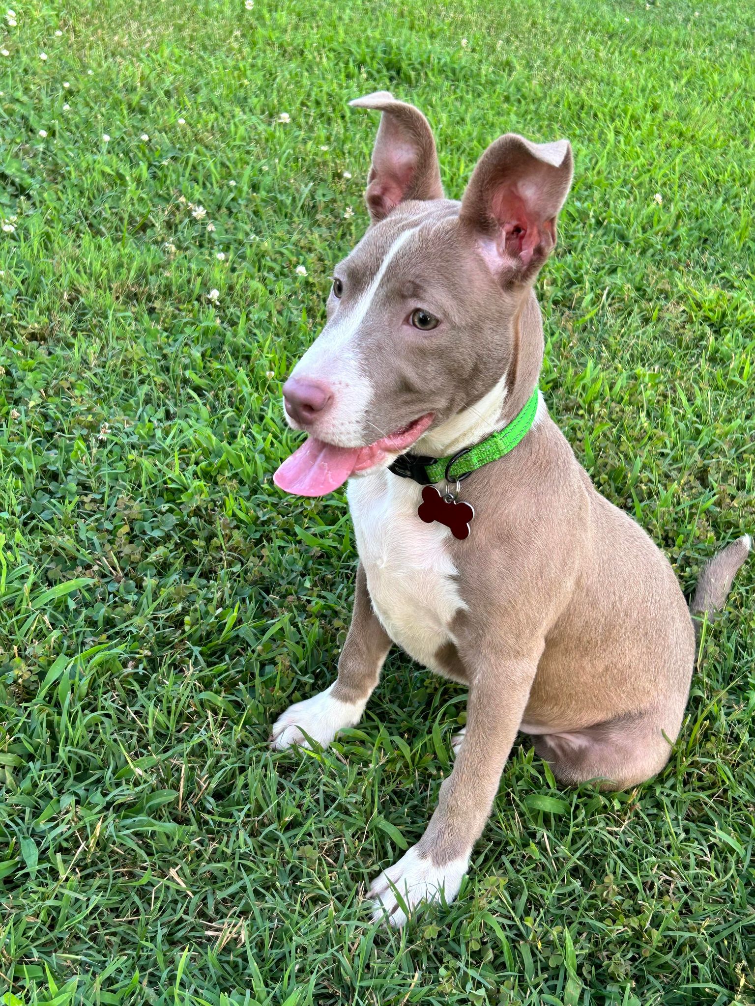 Critters 4 U Rescue Inc