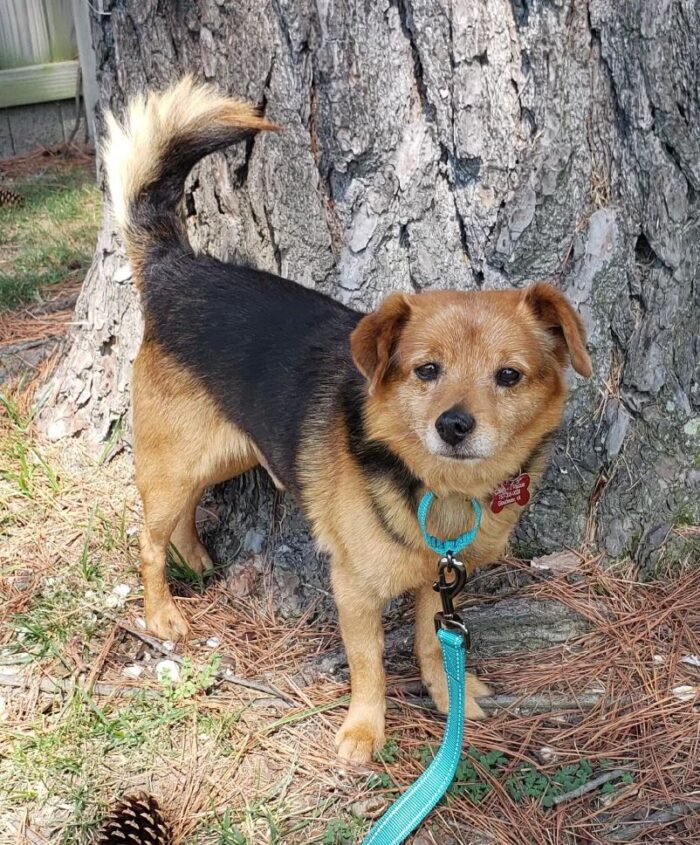 Critters 4 U Rescue Inc