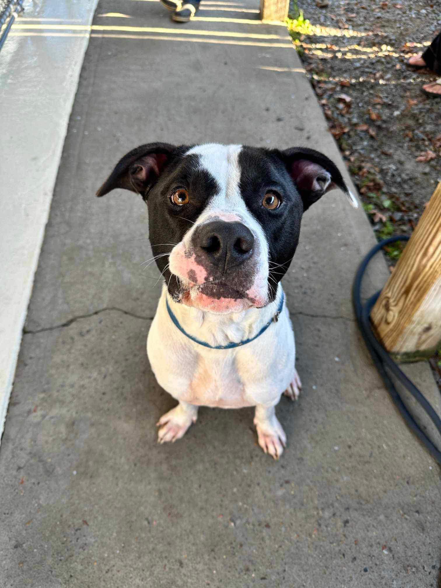 Critters 4 U Rescue Inc