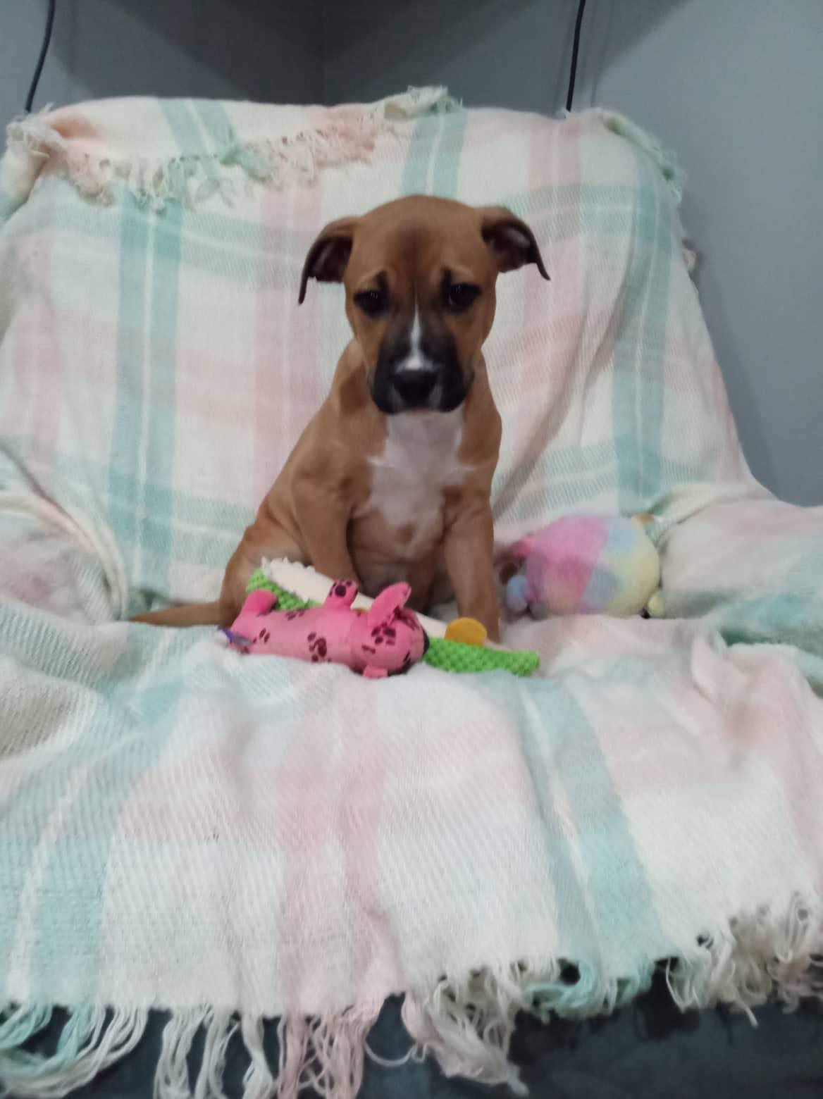 Critters 4 U Rescue Inc