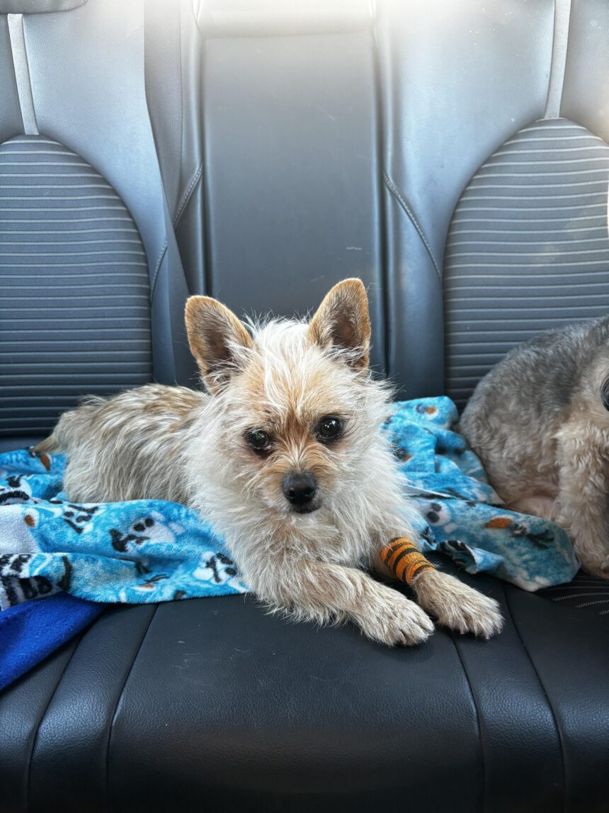 Critters 4 U Rescue Inc