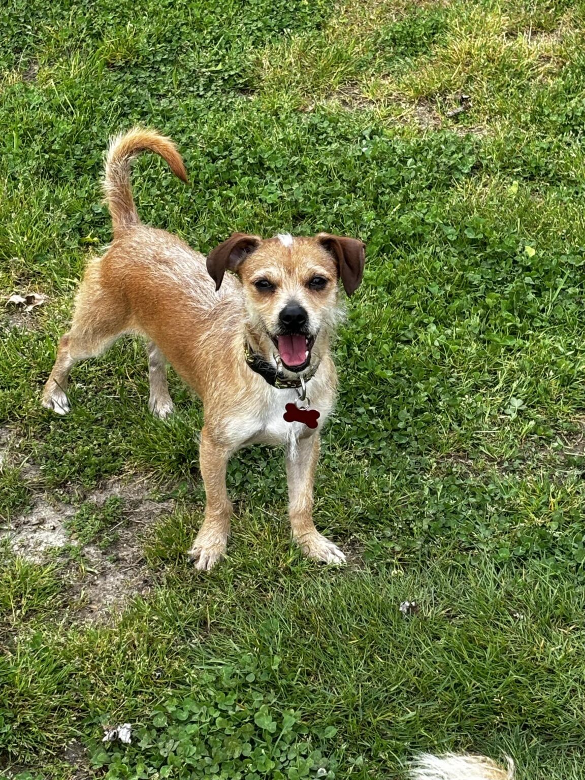 Critters 4 U Rescue Inc