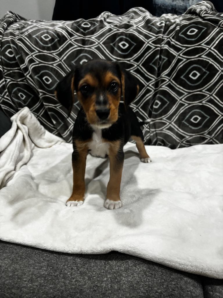 Critters 4 U Rescue