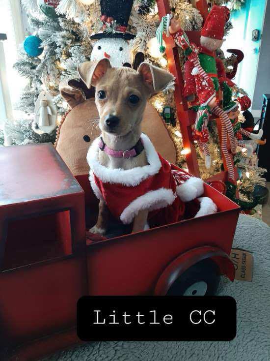 Critters 4 U Rescue