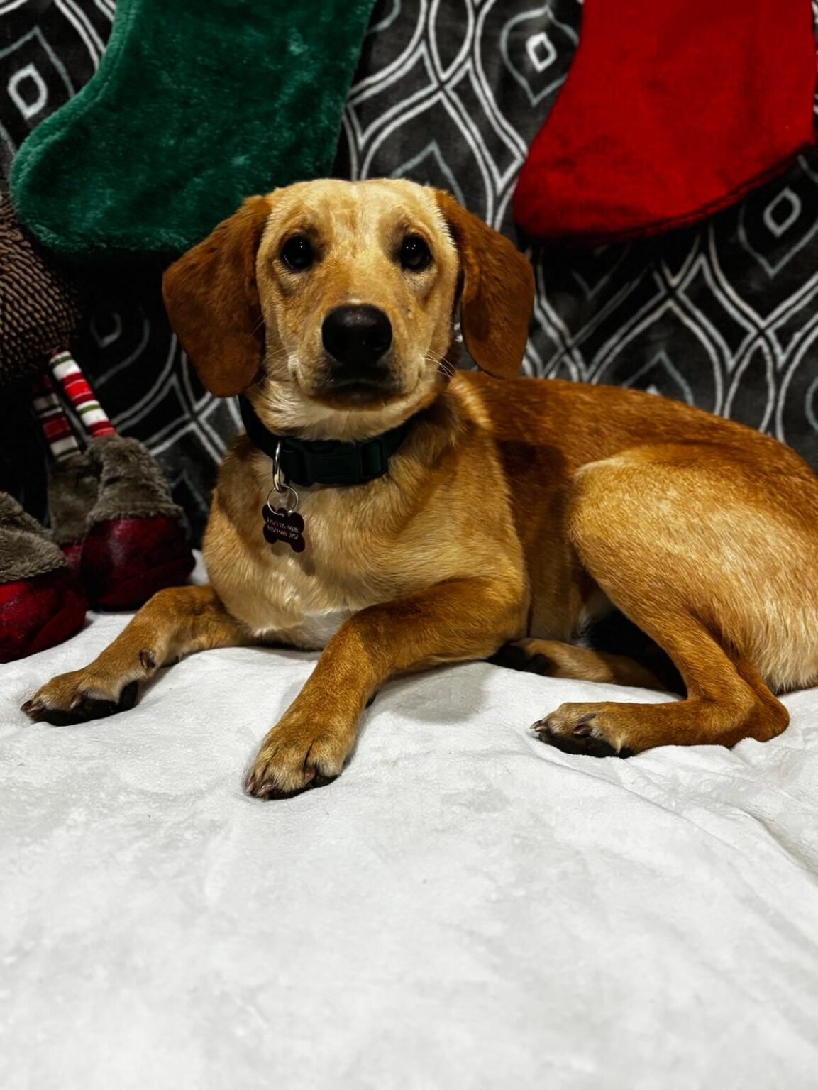 Critters 4 U Rescue