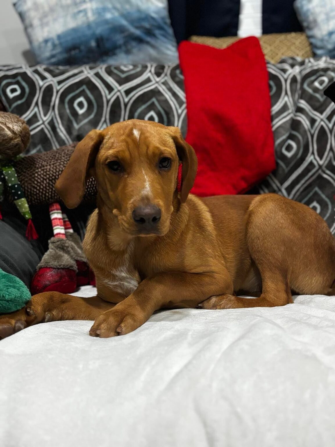 Critters 4 U Rescue