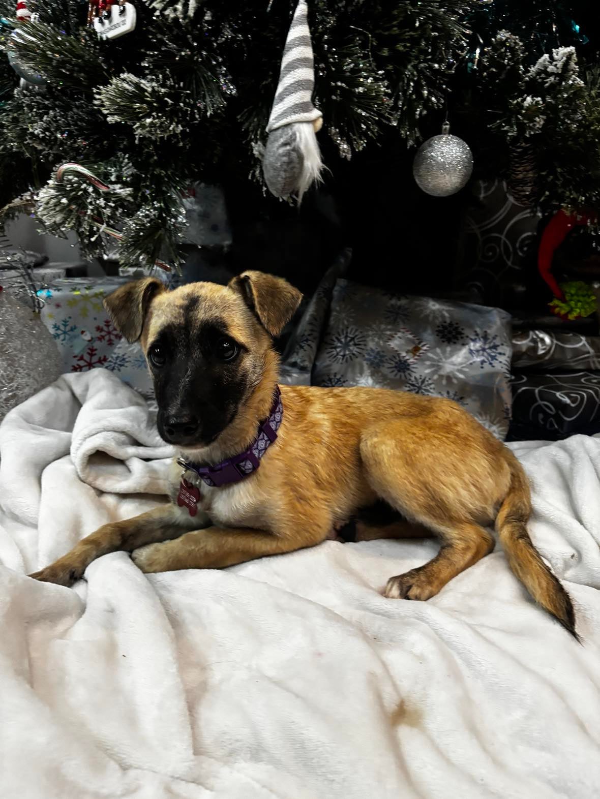 Critters 4 U Rescue