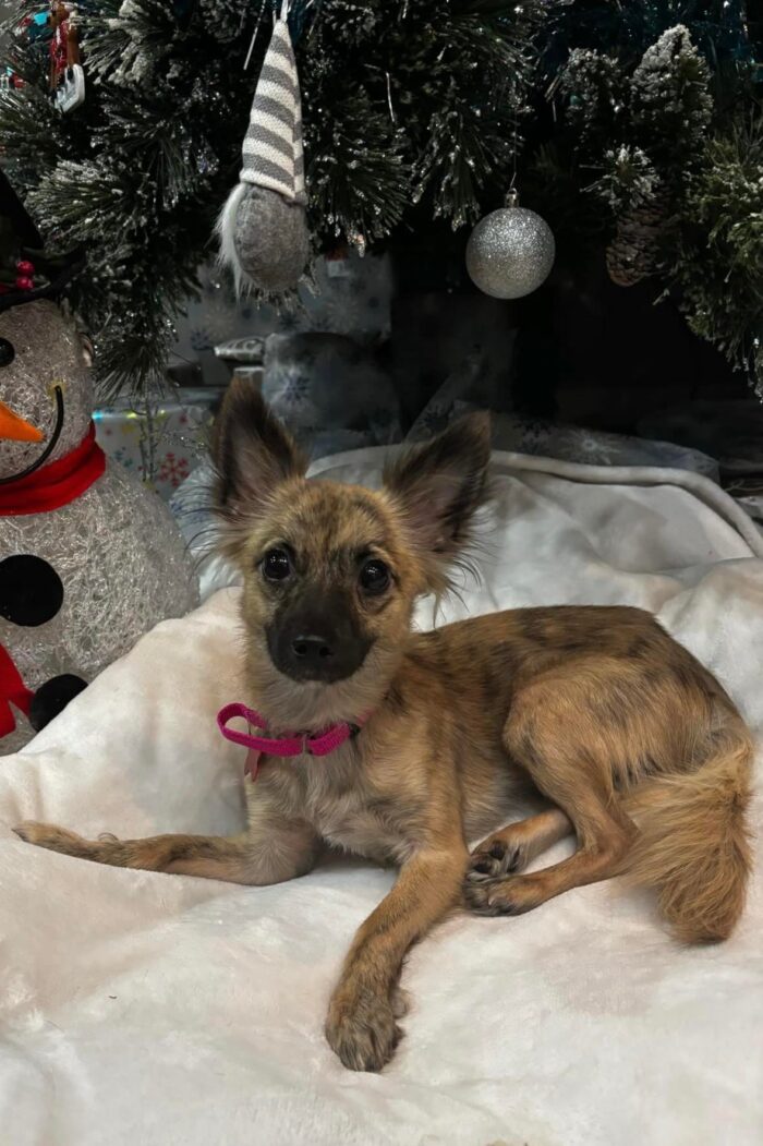 Critters 4 U Rescue