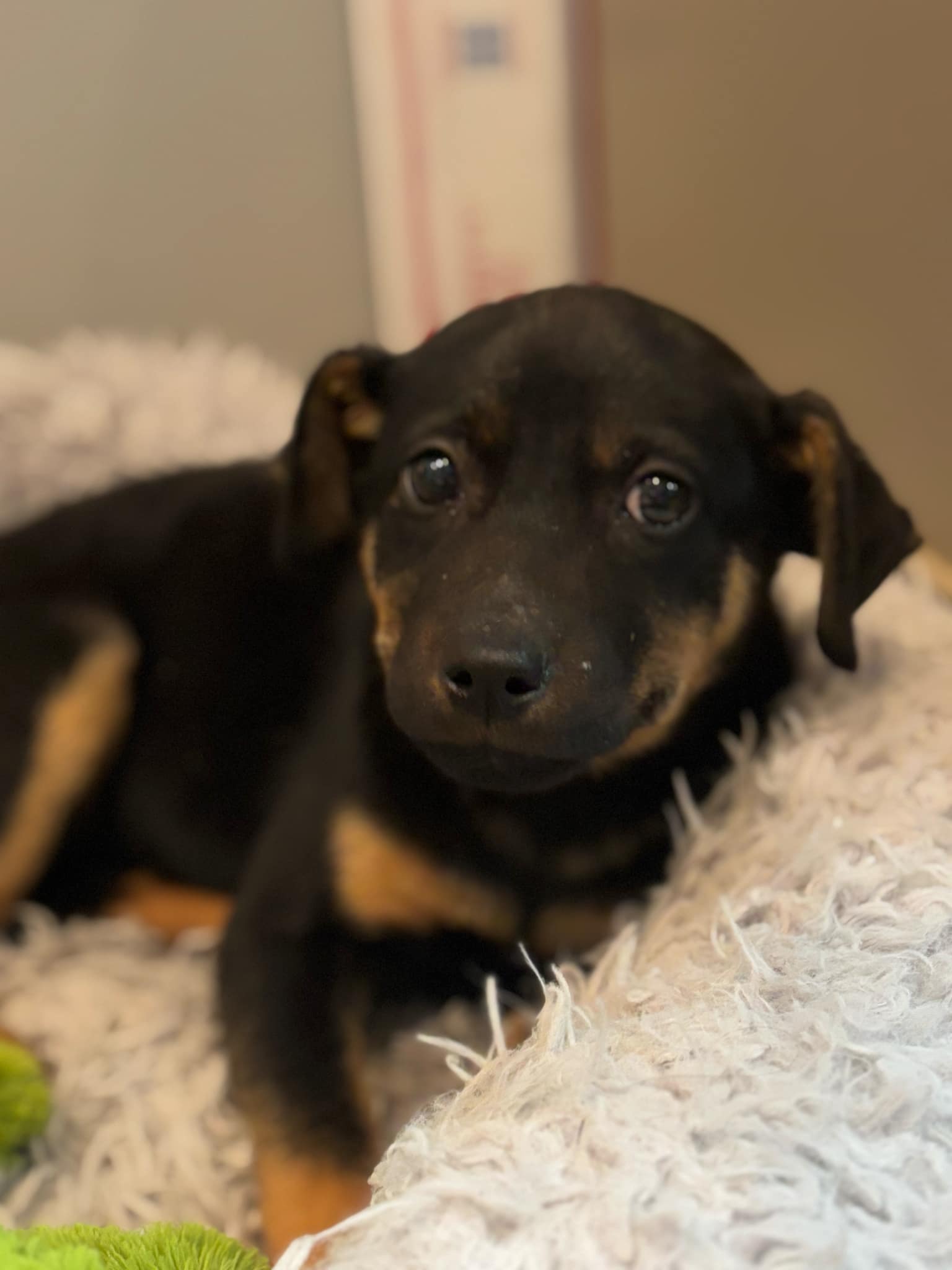 Critters 4 U Rescue