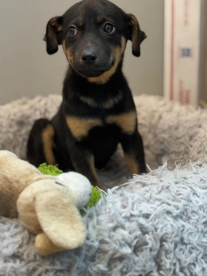 Critters 4 U Rescue