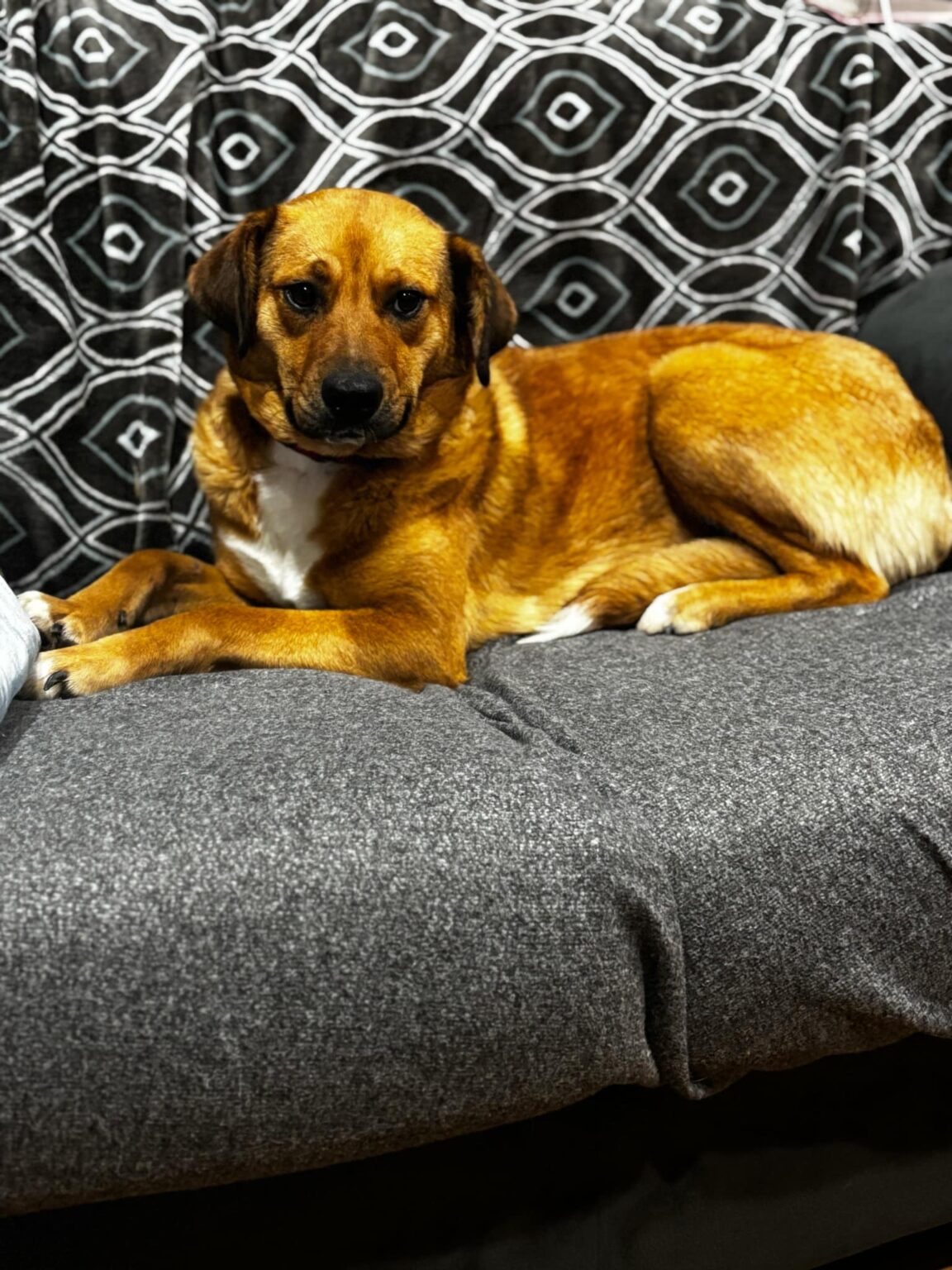 Critters 4 U Rescue
