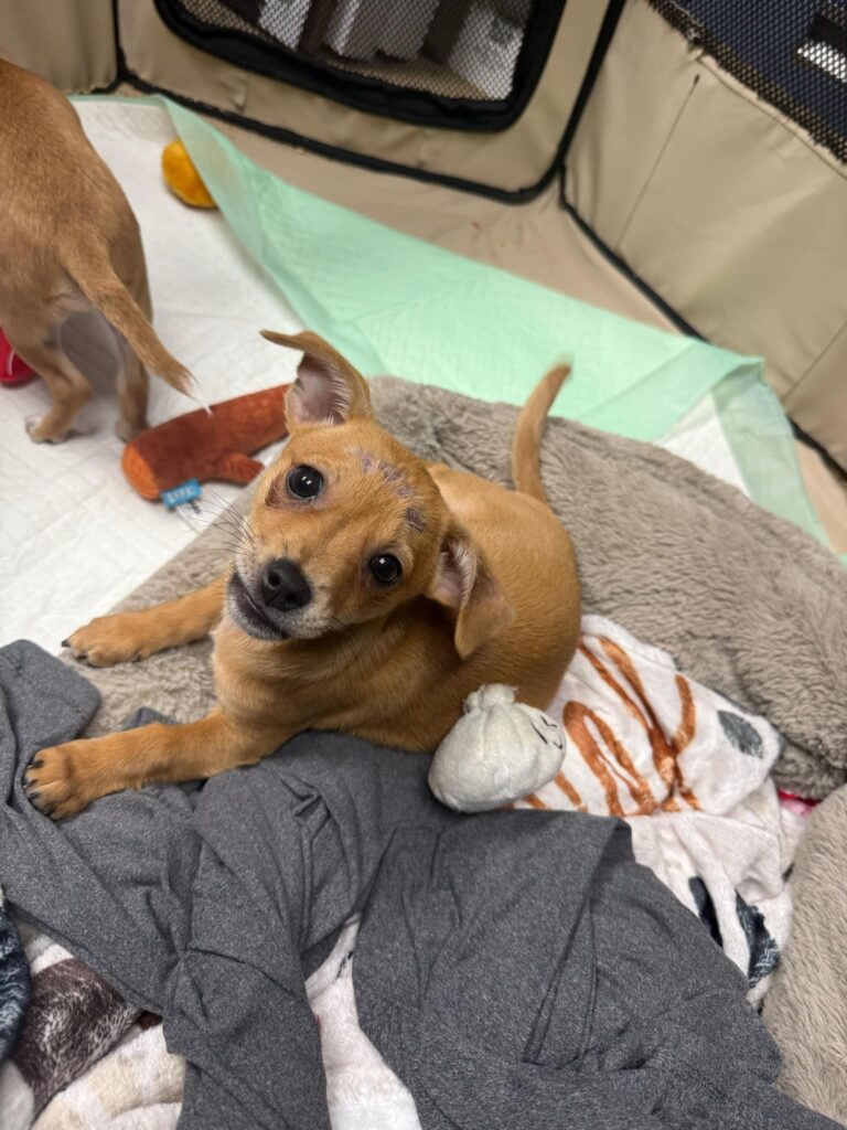 Critters 4 U Rescue