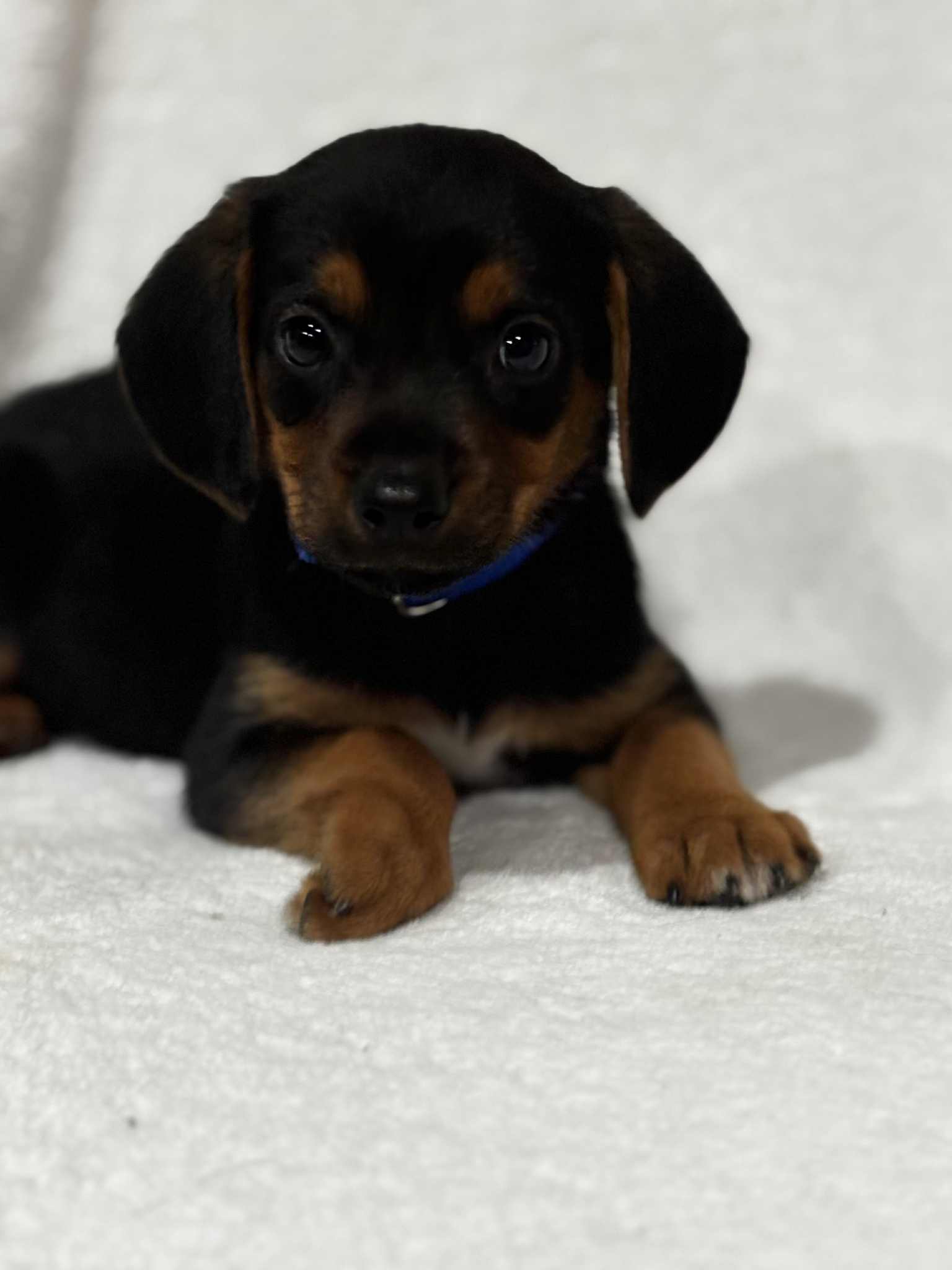 Critters 4 U Rescue