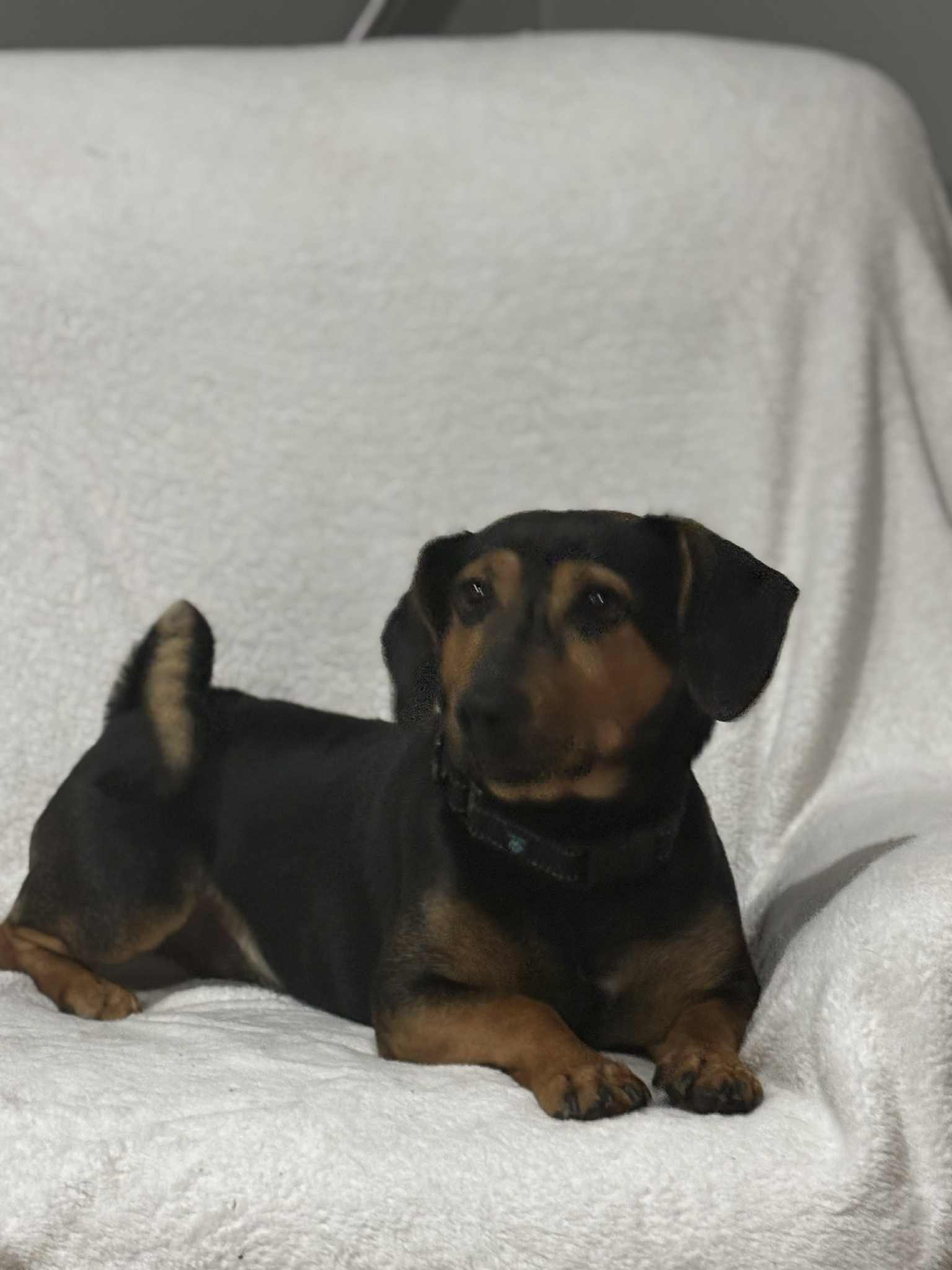 Critters 4 U Rescue