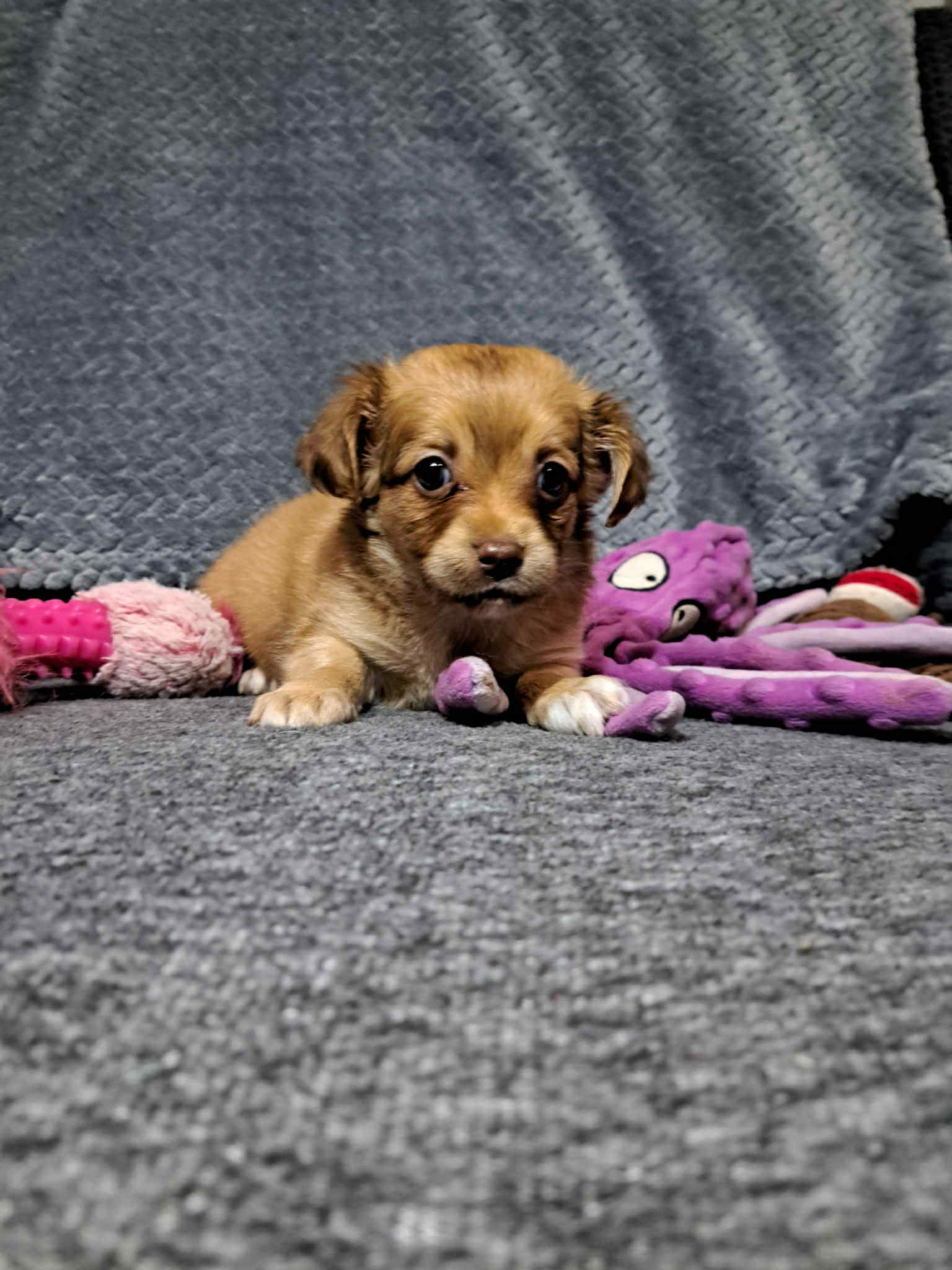 Critters 4 U Rescue