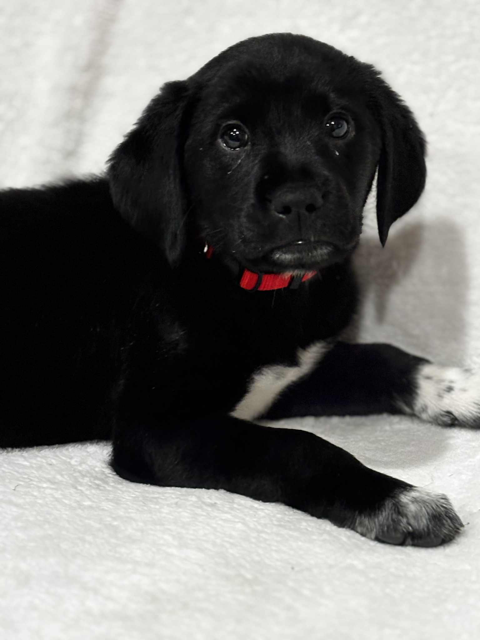 Critters 4 U Rescue