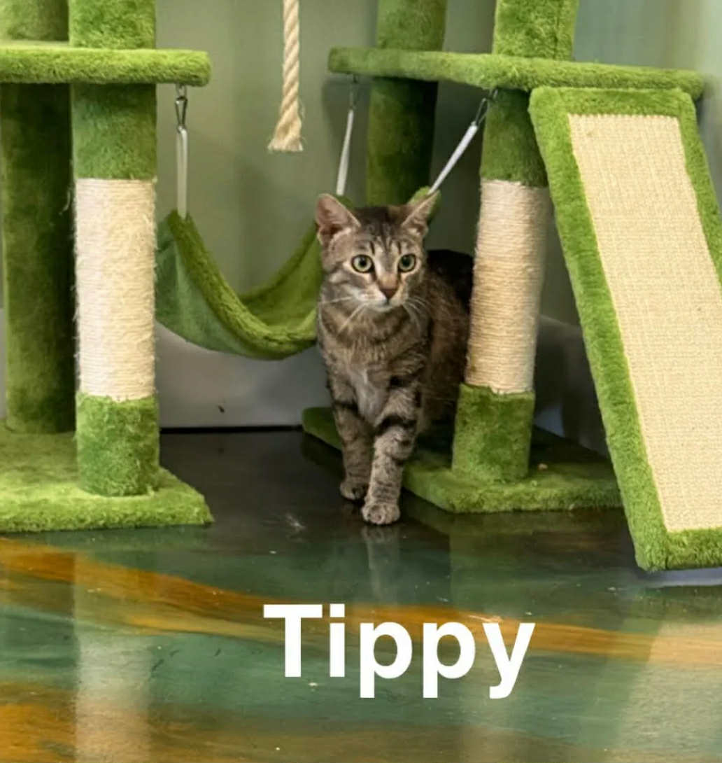Tippy – Critters 4 U Rescue