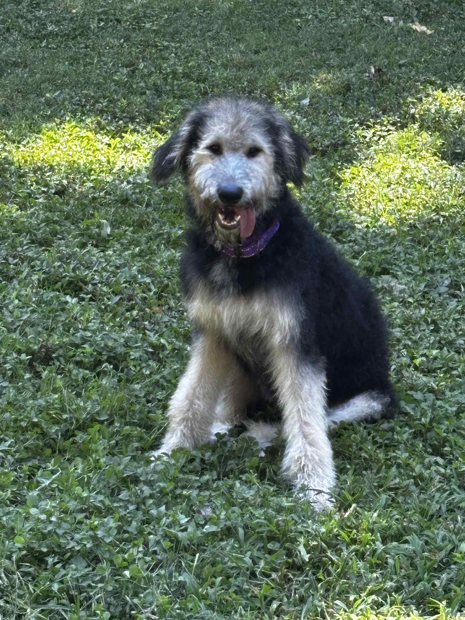 Critters 4 U Rescue