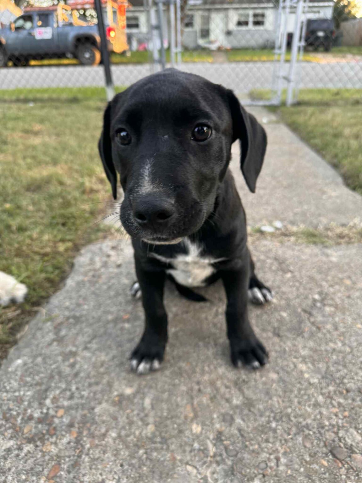 Zombie Smash – Critters 4 U Rescue